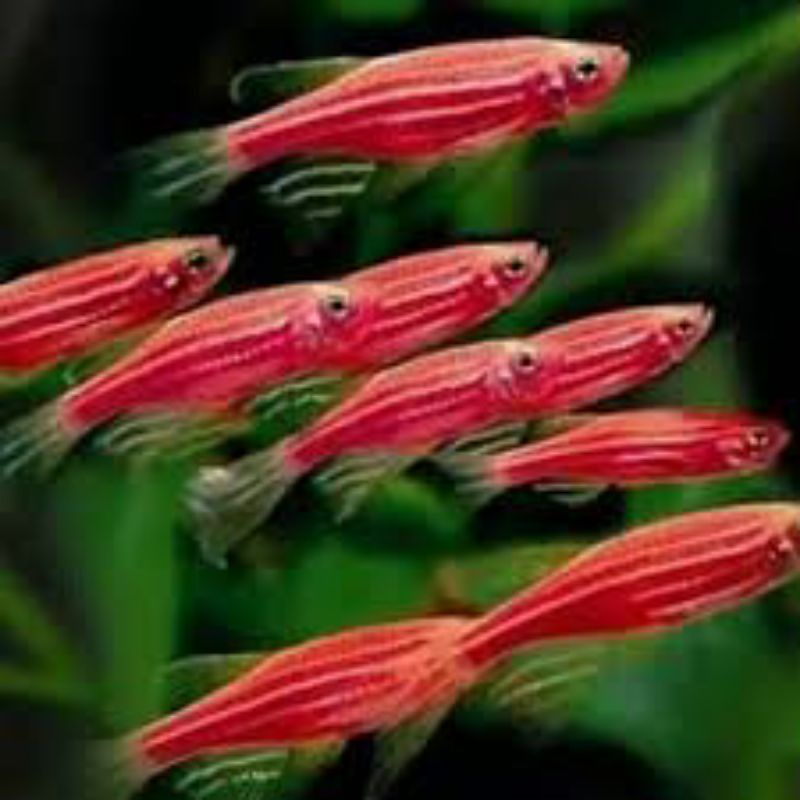 Jual Ikan zebra red danio/ikan hias air tawar/ikan aquascape | Shopee ...