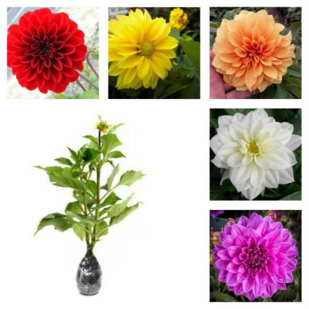 Jual tanaman hiyas bunga dahlia udah berbunga(bisa pilih warna ...