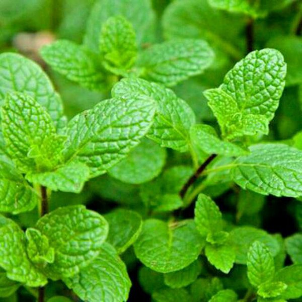 Jual Victory Seed Daun Mint Segar (Isi 25 Daun) | Shopee Indonesia