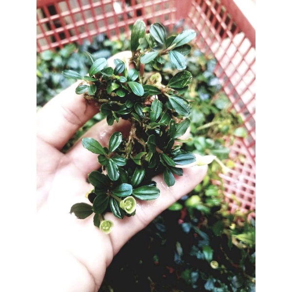 Jual Bucephalandra buce phantom rizhom tanaman aquascape aquarium ...