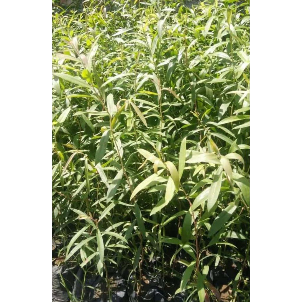 Jual Jual 5 Ons Benih Biji Pohon Kayu Putih | Shopee Indonesia Jual Jual 5 Ons Benih Biji Pohon Kayu Putih | Shopee Indonesia