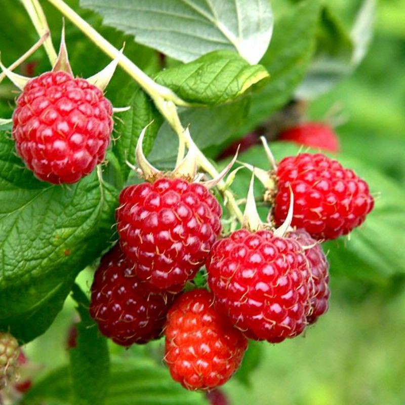 Jual Bibit Pohon Buah Raspberry Merah Tanaman Raspbery Arbei Rubus ...