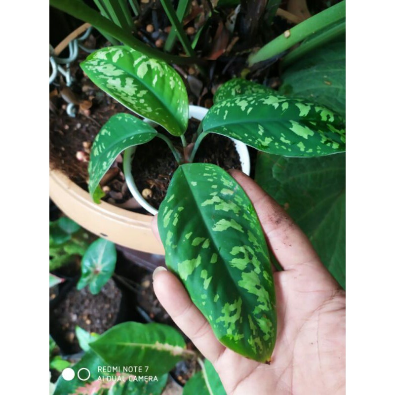 Jual homalomena wallisii army (adelonema wallisii regel/ curmeria ...