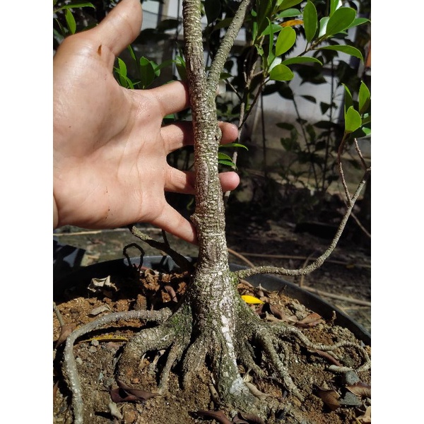 Jual bahan bonsai kimeng pecah batang | Shopee Indonesia Jual bahan bonsai kimeng pecah batang | Shopee Indonesia