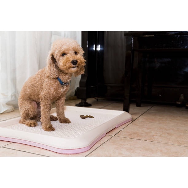 Jual Pet Tray Toilet Training / Poo Pee Pad Dog / Tempat Pipis Anjing ...