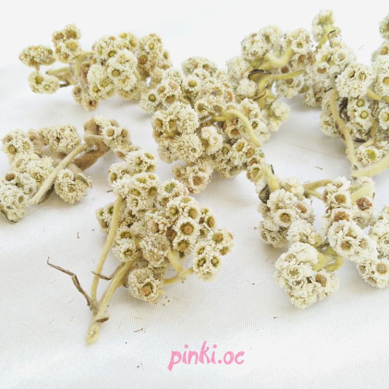 Jual BUNGA KERING 4 PCS (Minim Order all 15rb)/ EDELWEIS BUDIDAYA ...