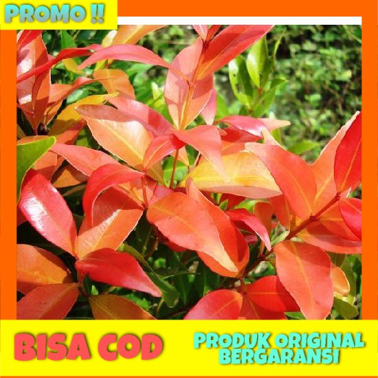 Jual Bibit Benih Biji Pucuk Merah (Syzygium Oleana) | Shopee Indonesia
