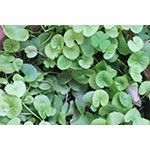 Jual Daun pegagan (Centella Asiatica) | Shopee Indonesia