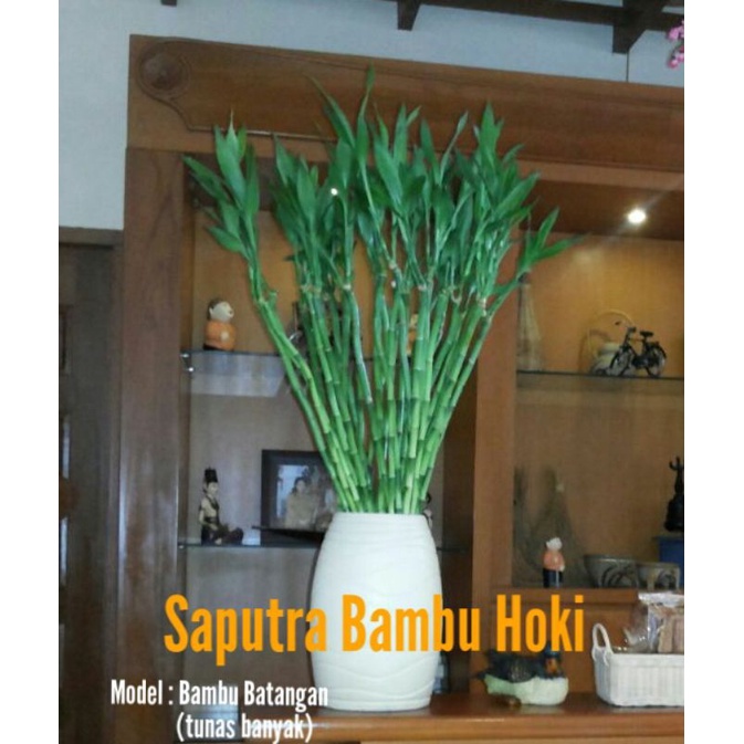Jual Bambu Hoki / Bambu Rejeki Batangan Berdaun TB Tunas Banyak 1 ikat ...