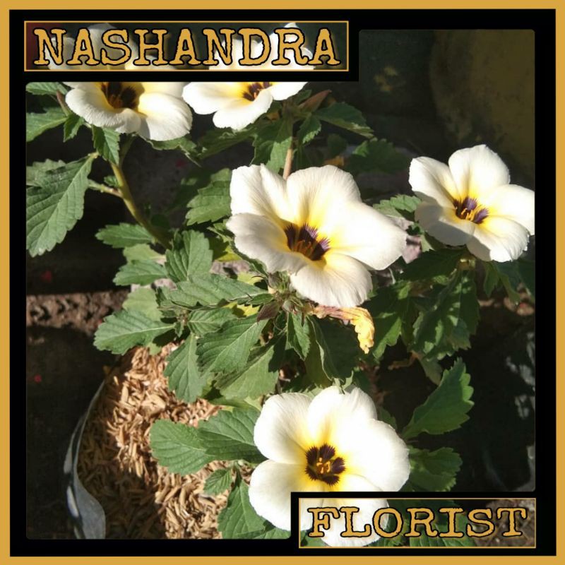 Jual Tanaman Hias Bunga Yolanda | Butter Cup Putih | Shopee Indonesia