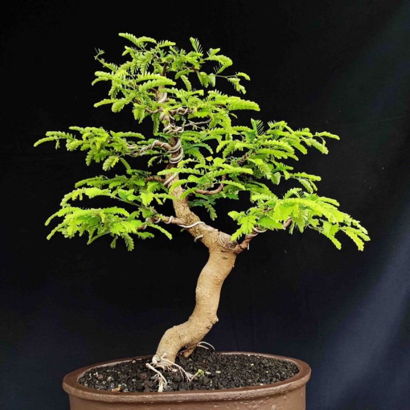 Jual Bonsai Tanaman Hias Pohon Asem Asam Jawa InFormal | Shopee Indonesia