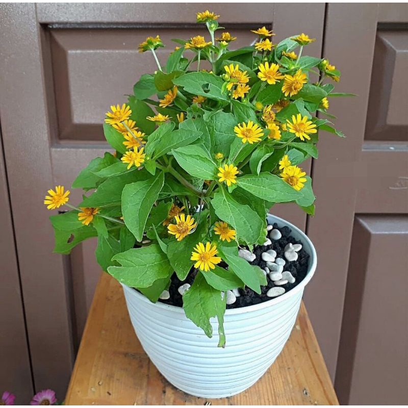 Jual Bibit tanaman bunga matahari mini butter daisy kondisi berbunga ...