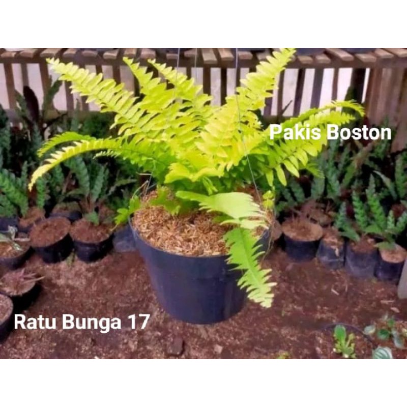 Jual Tanaman Gantung Pakis Boston | Shopee Indonesia