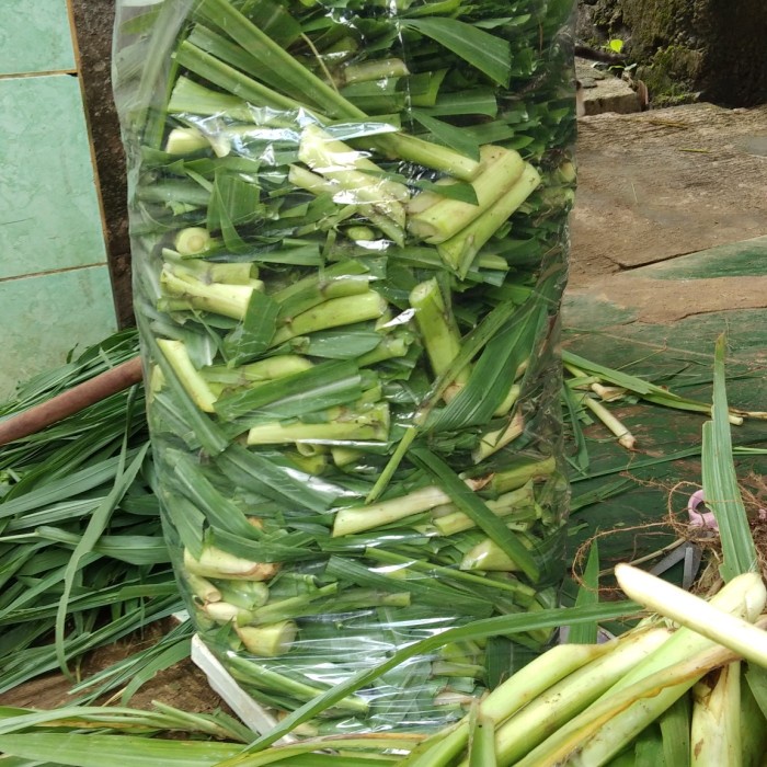 Jual Rumput Odot Segar Pakan Marmut Kelinci Kura kura Kambing Sapi 5kg ...