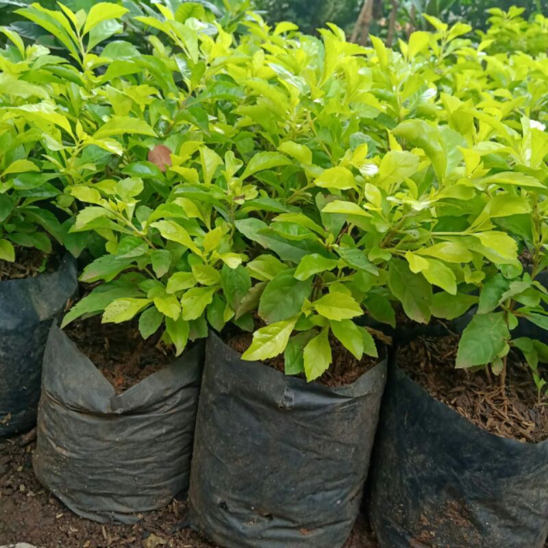 Jual Pangkas kuning/Tanaman hias pangkas kuning/pohon pangkas kuning ...