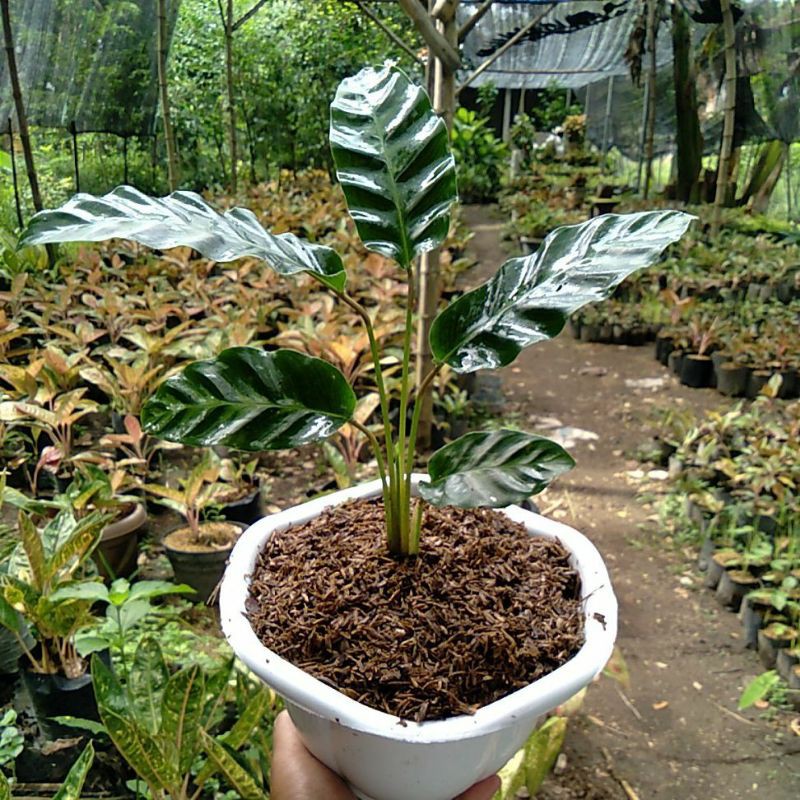 Jual Calathea Misto Termurah/ tanaman hias calatea | Shopee Indonesia