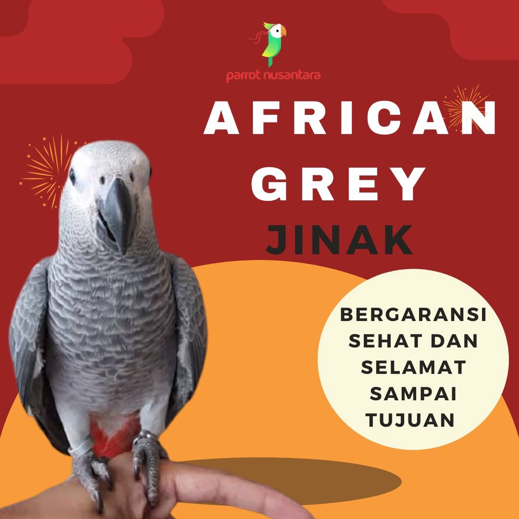 Jual burung african grey jinak - afgrey lolohan baby parrot ukuran ...