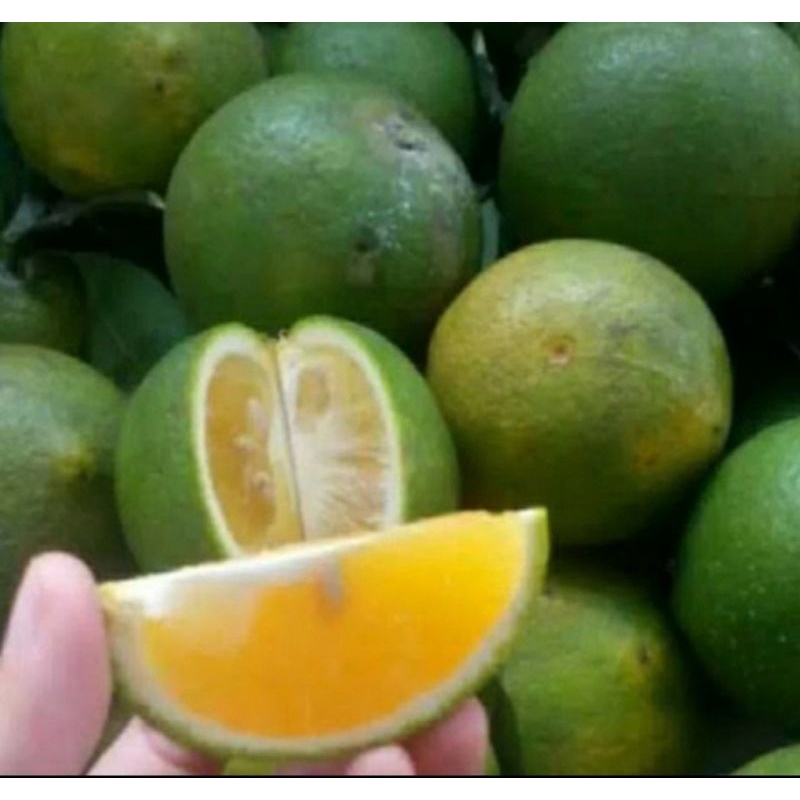 Jual Jeruk Baby Java Malang Manis Segar Fresh buah Termurah bervitamin ...