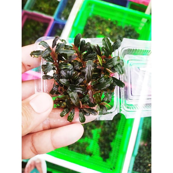 Jual bucephalandra mini phantom porsi mika kecil | Shopee Indonesia