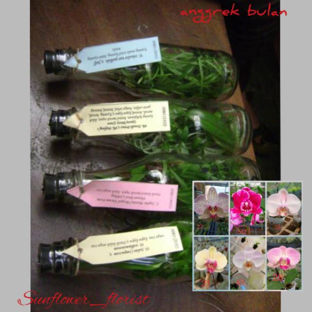 Jual Bibit Bunga Anggrek Bulan Sundul Botol dan Siap Aklim | Shopee ...