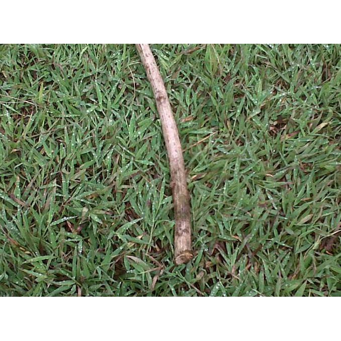 Jual BIBIT POHON DAUN INSULIN - TITHONIA DIVERSIFOLIA / PAITAN ...