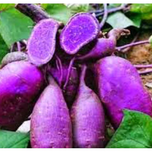 Jual 5 bibit tanaman ketela ungu ubi warna ungu rasa manis enak warna ...