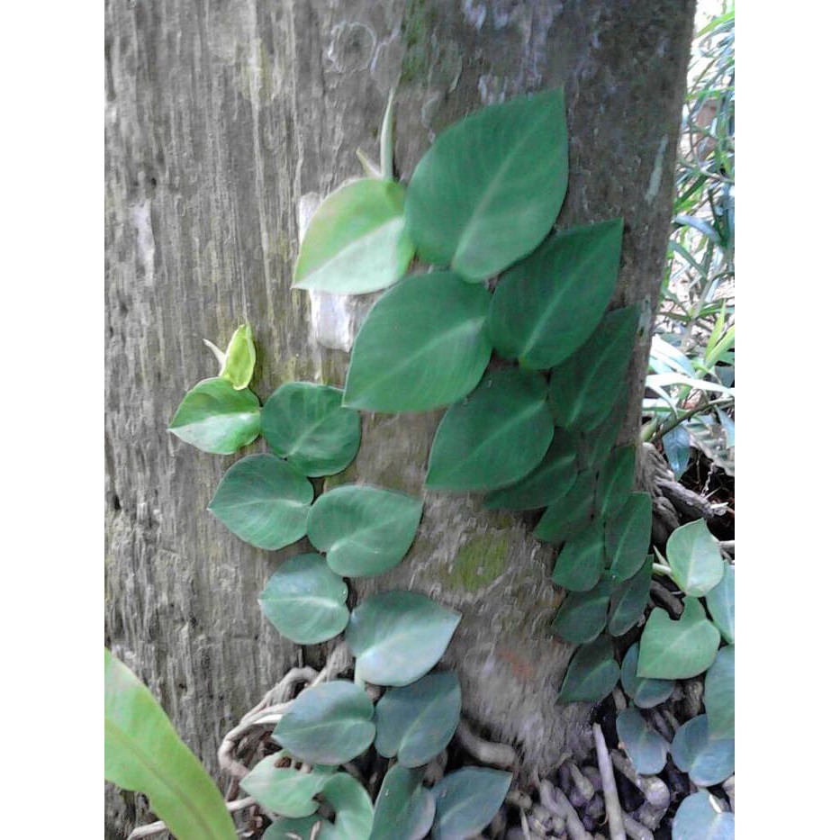 Jual Tanaman dollar daun besar, dolar rambat dinding tembok pagar ...