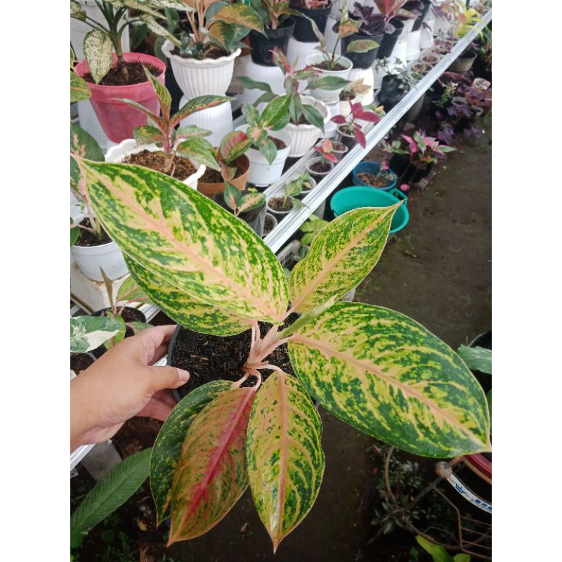 Jual Aglonema Twinkle Dewasa (Khusus P.Jawa dan Bali) | Shopee Indonesia