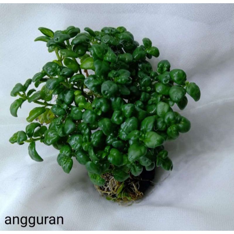 Jual TANAMAN AQUASCAPE ANGGURAN MEDIA WABIKUSA | Shopee Indonesia