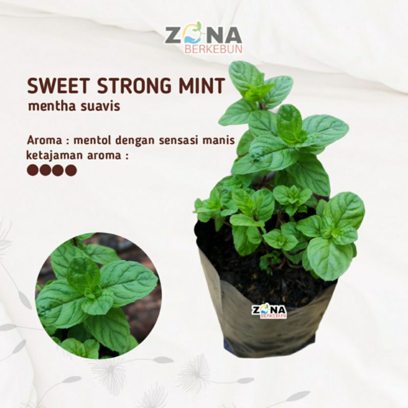 Jual Bibit herbal sweet mint / bibit tanaman sweet mint / tanaman sweet ...