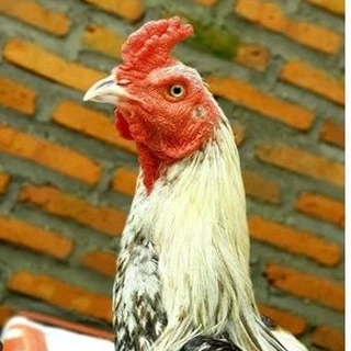 Jual ayam bangkok betina import Harga Terbaik & Termurah Juni 2024 ...