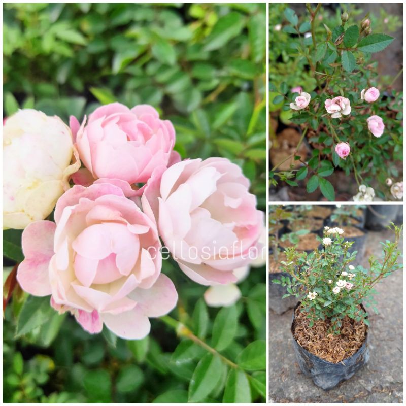 Jual Tanaman Hias Bunga Mawar Mini / Baby Rose | Shopee Indonesia