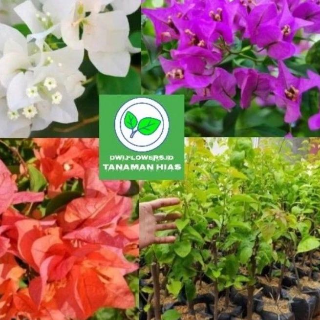 Jual TURUN HARGA ( BISA COD ) PROMO Tanaman Hias Bugenvile Varian Warna ... Jual TURUN HARGA ( BISA COD ) PROMO Tanaman Hias Bugenvile Varian Warna ...