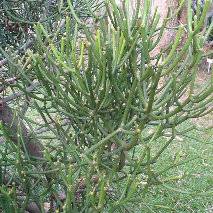 Jual Tanaman Kayu Urip ( Patah Tulang ) | Shopee Indonesia