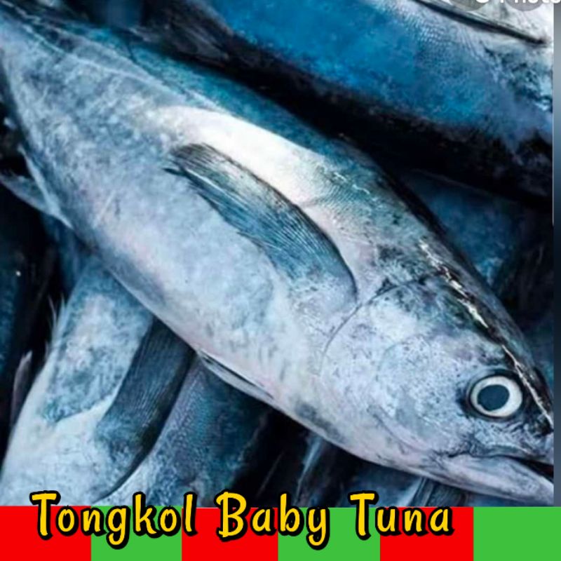 Jual TONGKOL BABY TUNA PREMIUM SEGAR MURAH / 900g - 1.000g (SIP ...
