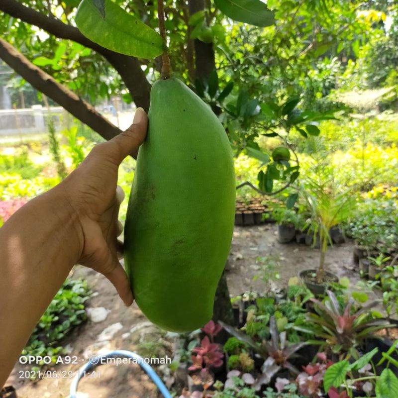 Jual Bibit Tanaman Buah Mangga Mahatir Okulasi Bibit Buah Mangga ... Jual Bibit Tanaman Buah Mangga Mahatir Okulasi Bibit Buah Mangga ...
