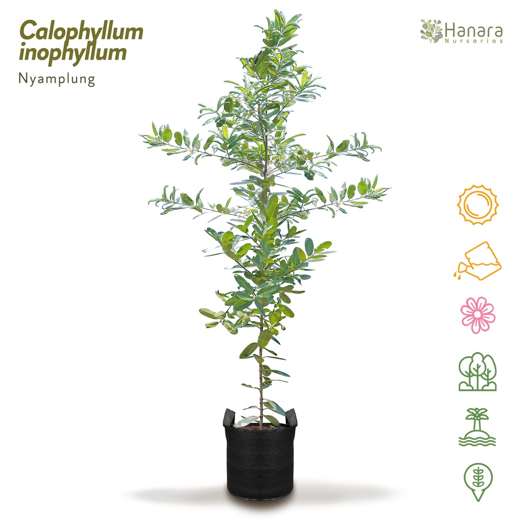 Jual Calophyllum inophyllum - Nyamplung - pohon instan/instant tree ...