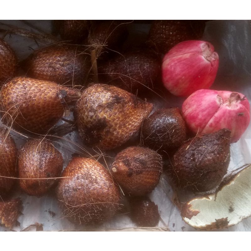 Jual Salak Merah Full Padang Sidempuan Asli 1 kg | Shopee Indonesia
