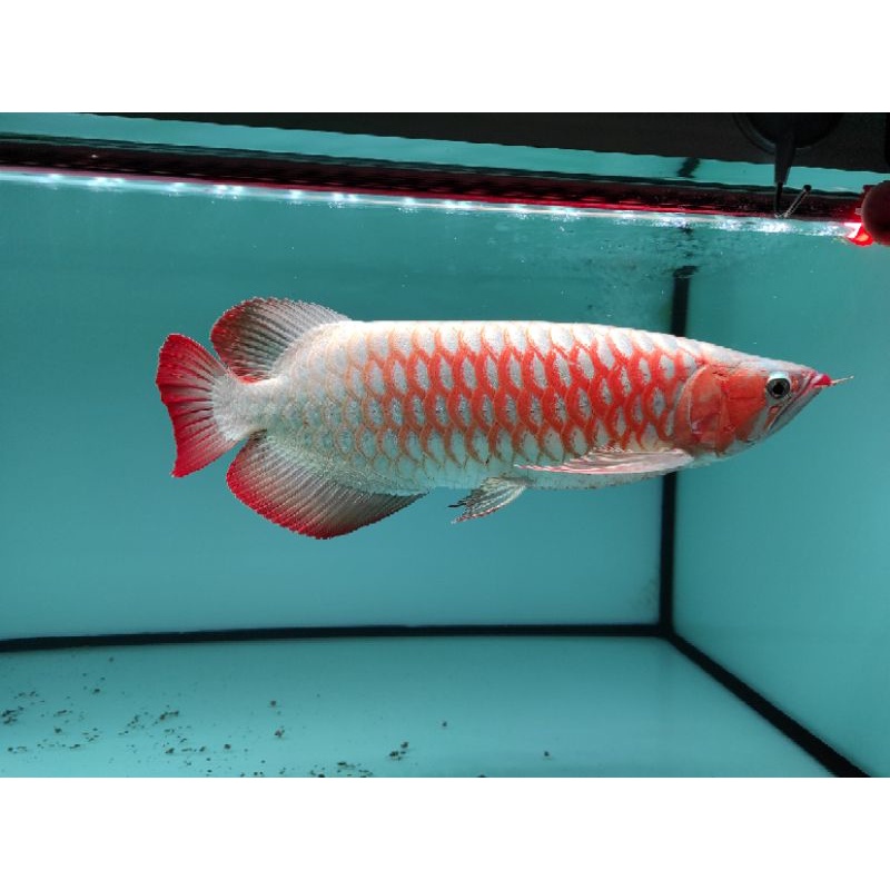 Jual Ikan Arwana Super Red 35cm | Shopee Indonesia