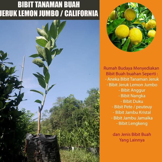 Jual wage Bibit Tanaman Buah Jeruk Lemon Jumbo / Perfume Lemon /Lemon ...