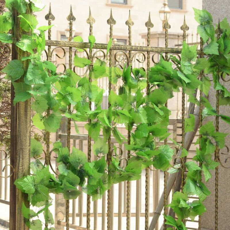 Jual DAUN RAMBAT ANGGUR DAUN RAMBAT IVY DAUN RAMBAT Aesthetic | Shopee ...