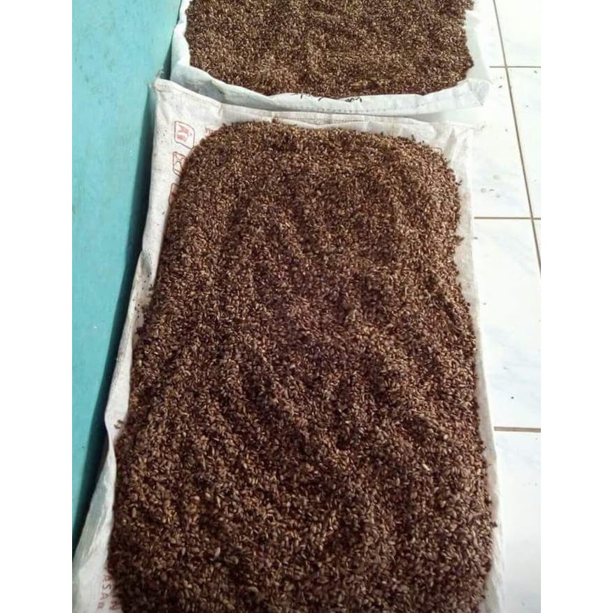 Jual Super 1 Kg Benih Biji Pohon Pinus Merkusi Siap Semai | Shopee ...