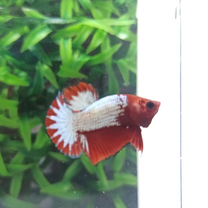 Jual Ikan Cupang FCCP / Fancy Cooper Murah | Shopee Indonesia