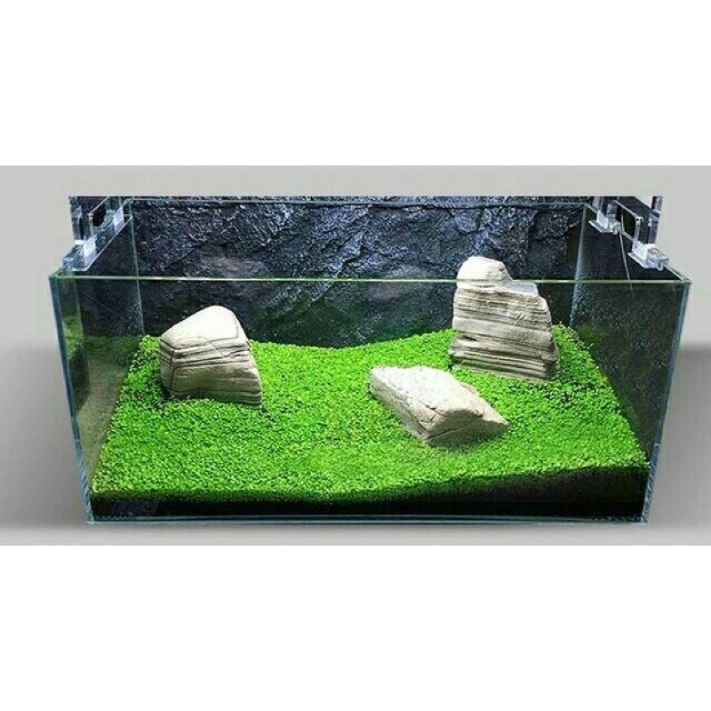 Jual Benih Rumput Aquascape Aquarium Bibit Rumput Carpet Seed Grass ...