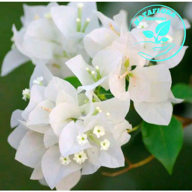 Jual TANAMAN HIAS BUGENVIL BUNGA KERTAS//WHITENING PUTIH | Shopee Indonesia