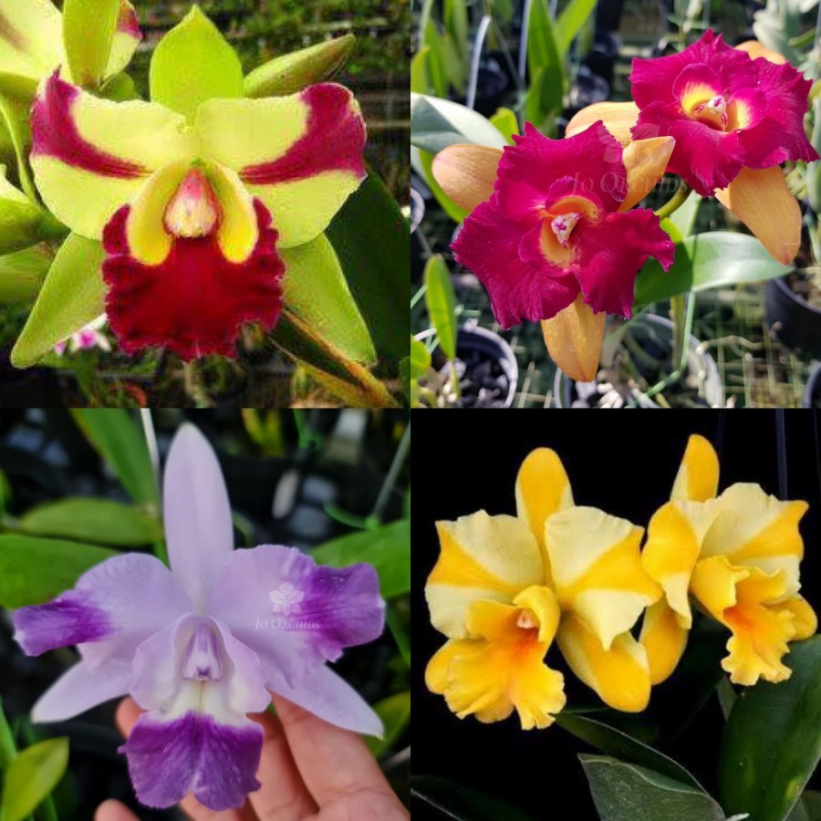 Jual Anggrek Cattleya Seedling Isi 4 tanaman | Shopee Indonesia