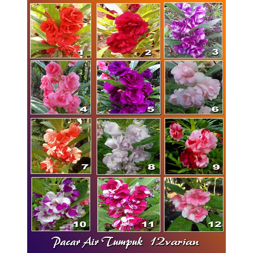 Jual Benih Bunga Pacar Air Pacar Cina Tumpuk Mix 12 varian 40 biji ...