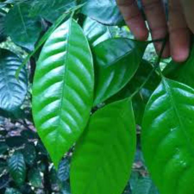 Jual 20 lembar Daun pala segar langsung metik sendiri 20 lembar ...