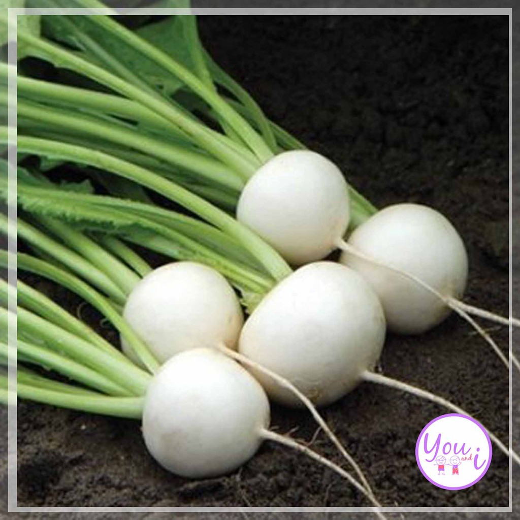 Jual Benih TURNIP [isi-5] White Egg Biji Sayur | Shopee Indonesia