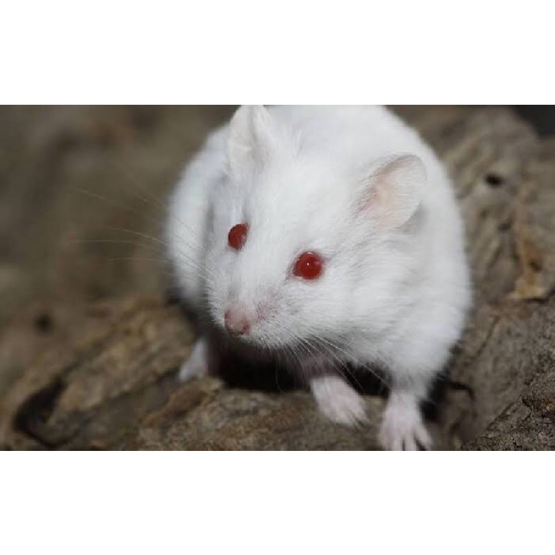 Jual Hamster Campbell Albino Campbell White Solid (Mata Merah) | Shopee ...